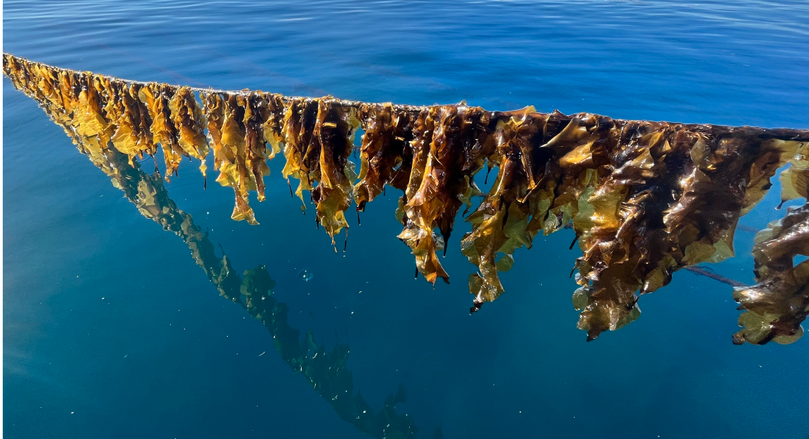 Seaweed Biotech Macro Oceans Makes a Splash | StartupSac